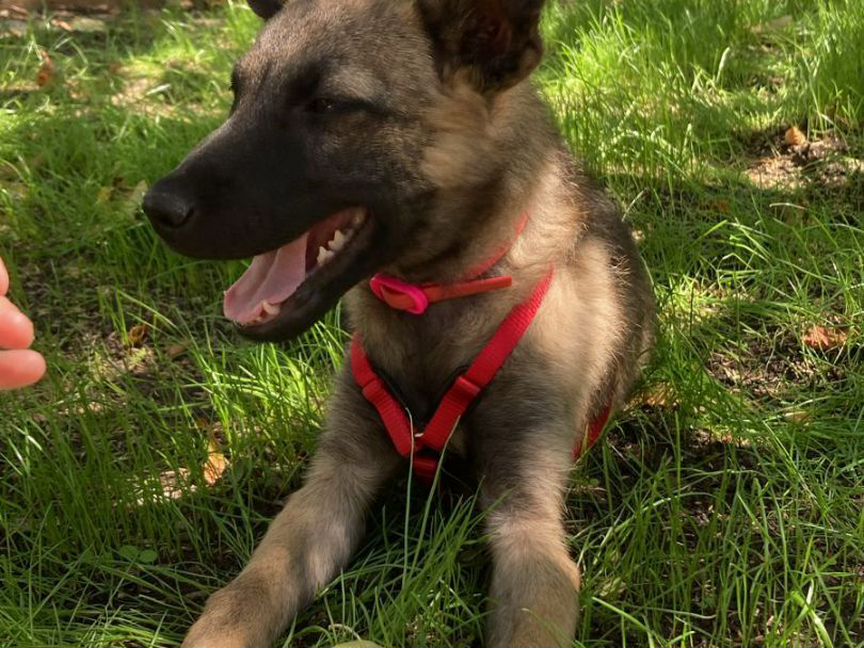 Помесь овчарки