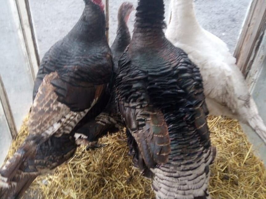 Индюки бронза 708,и белый широкогрудый