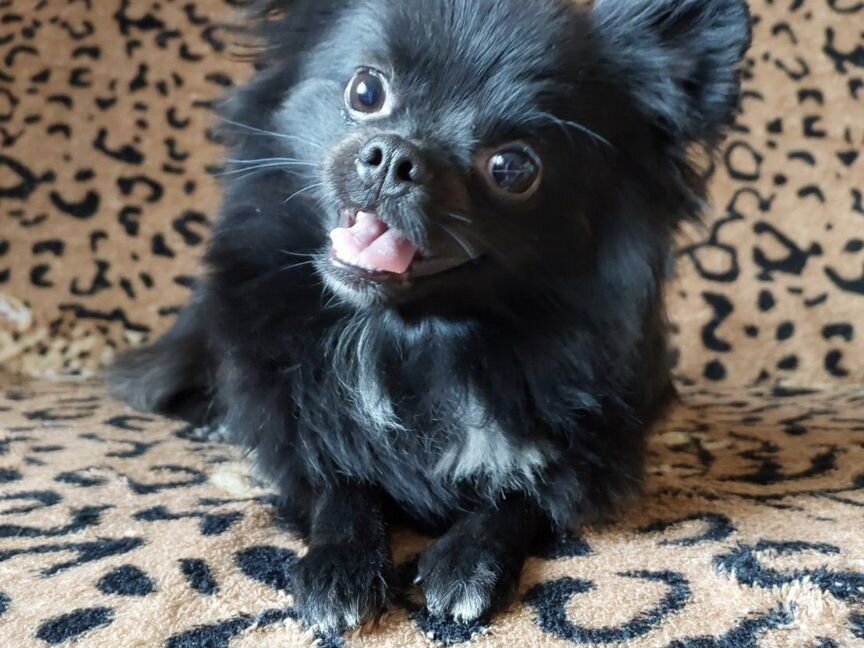 Чихуахуа в добрые руки мальчик