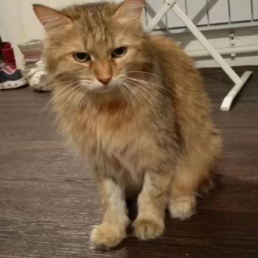 Взрослая, кошка в добрые руки