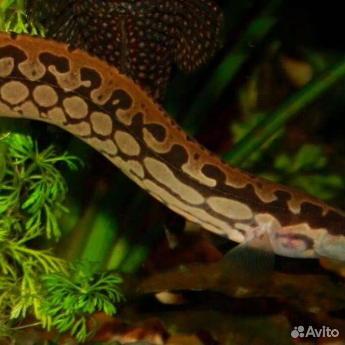 Макрогнатус