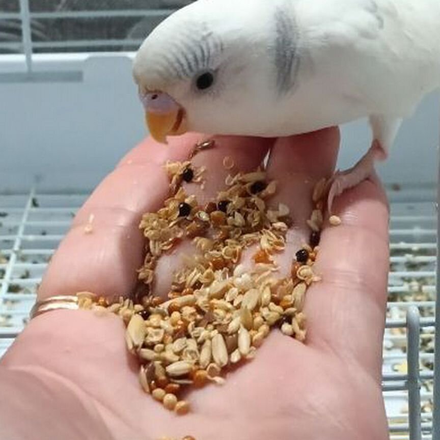 Птицы