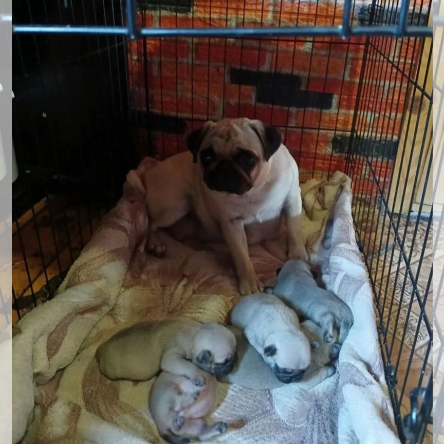 Мопс, щенок