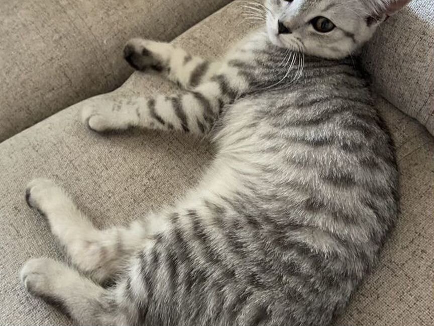 Котенок мальчик