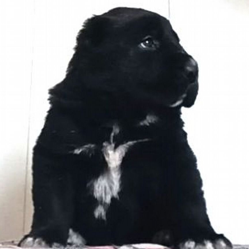 Среднеазиатская овчарка, щенок