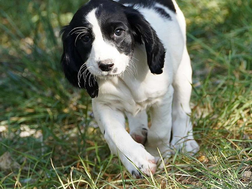 Собаки щенки