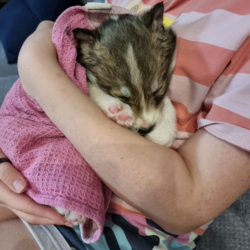 Щенок в добрые руки бесплатно