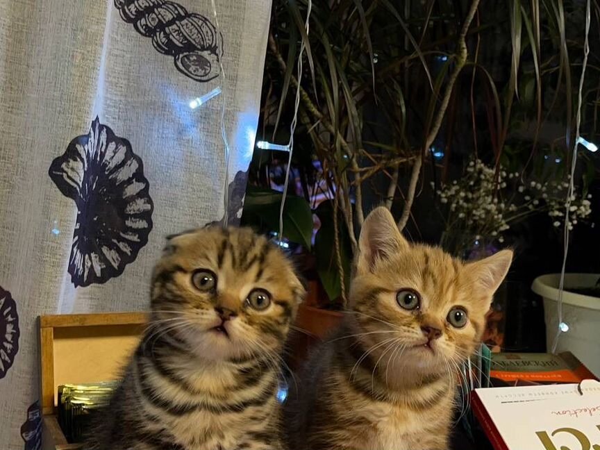 Шотландские котята