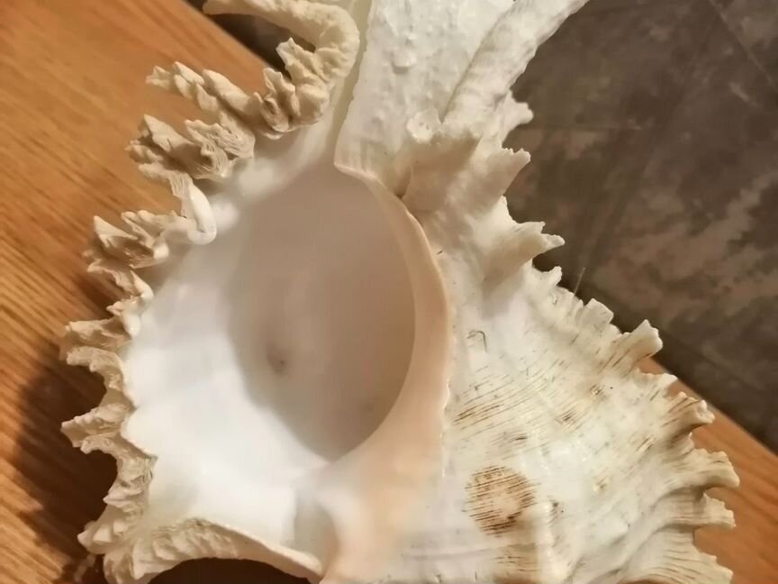 Ракушка Мурекс-Невеста