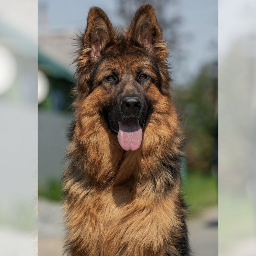 Немецкая овчарка вязка