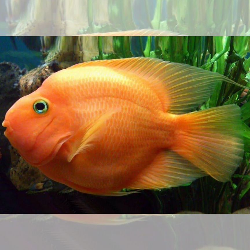 Рыба- Попугай 20 см