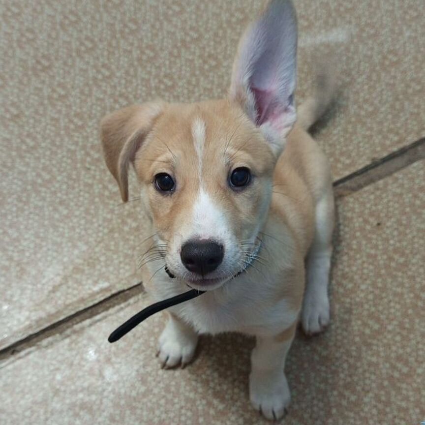 Щенок в добрые руки