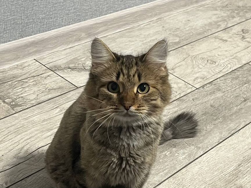 Котик в добрые руки