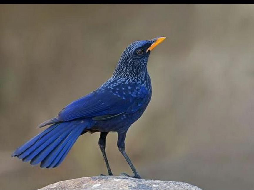 Синия птица (лиловый дрозд)