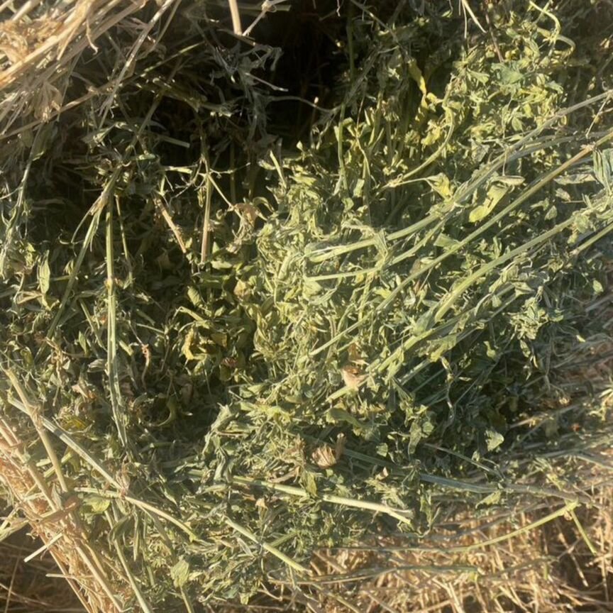 Сено люцерны в рулонах
