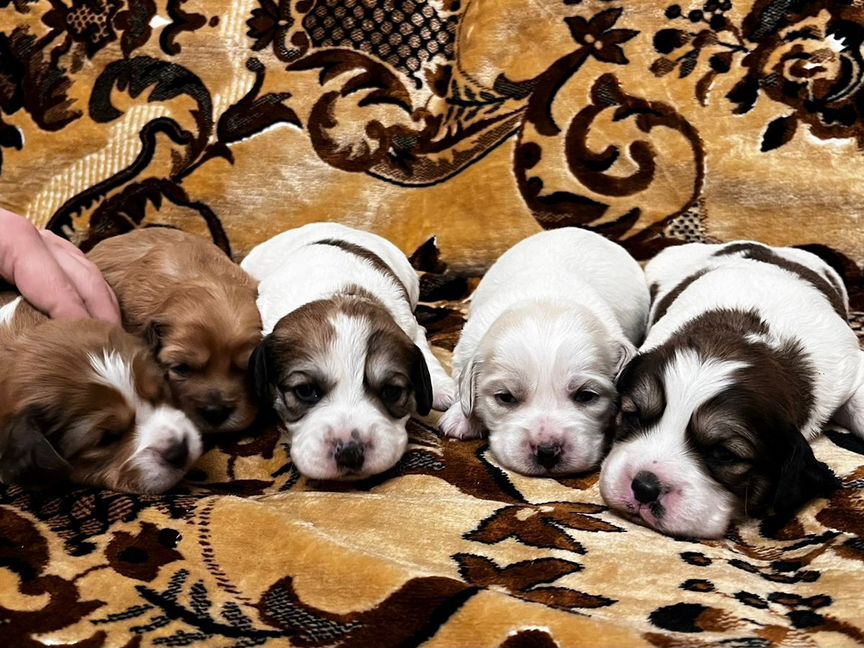 Щенки маленьких пород