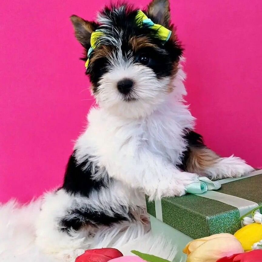 Бивер-йоркширский терьер, щенок