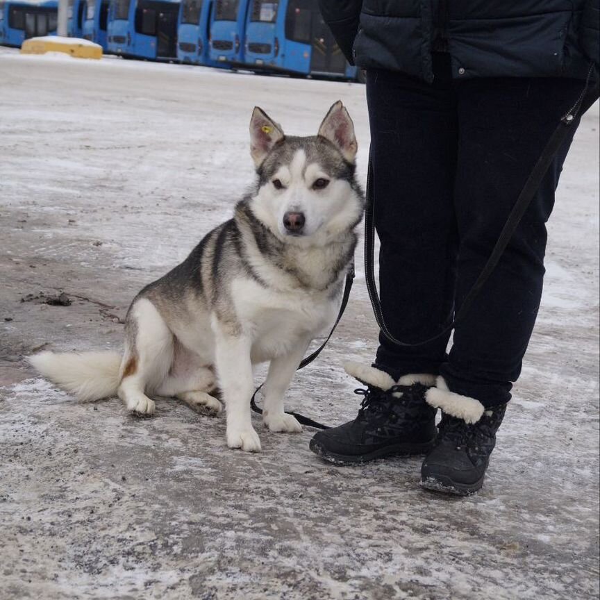 Собаки