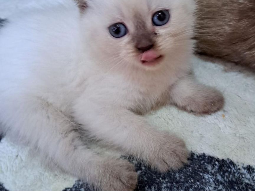 Кошки