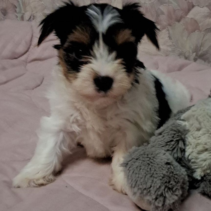 Бивер-йоркширский терьер, щенок