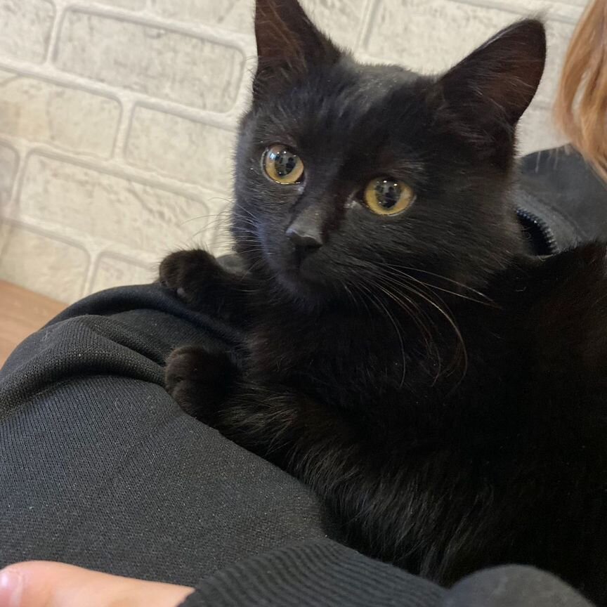 Американский бобтейл короткошёрстный котёнок