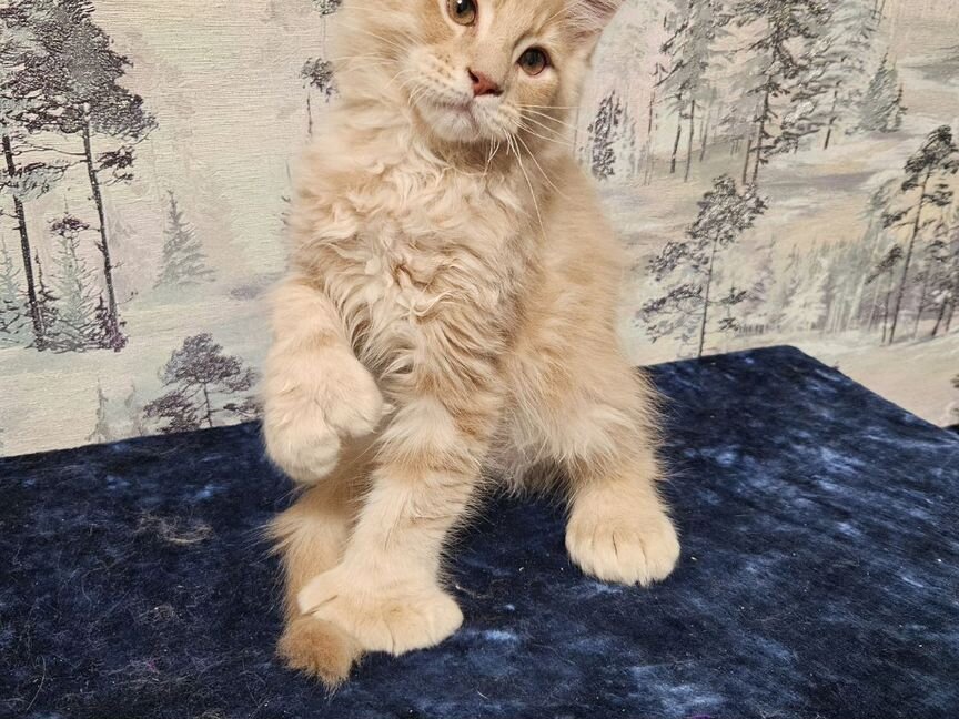 Мейнкун котик полидакт