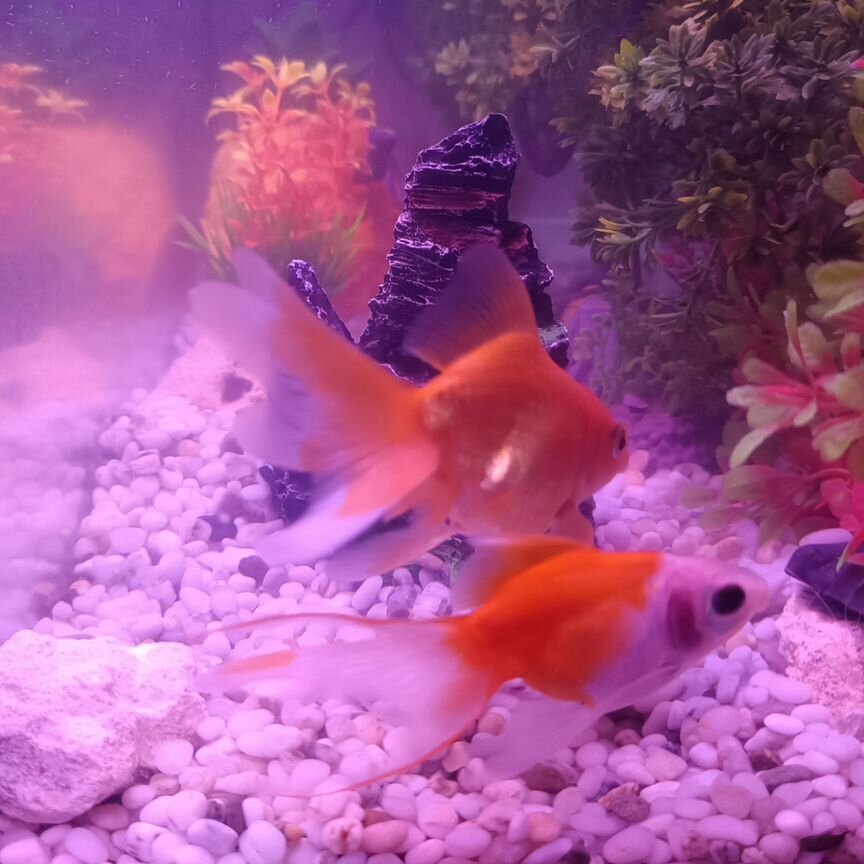 Золотая рыбка вуалехвост