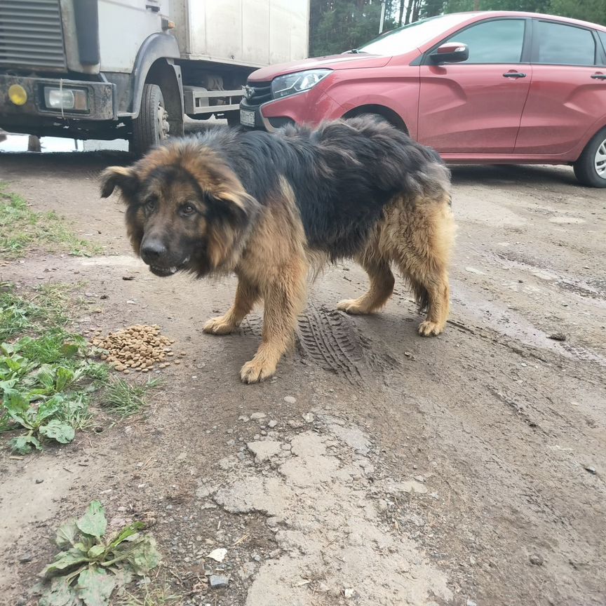 В добрые руки