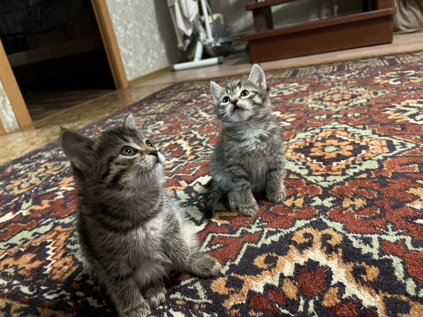 Котята в добрые руки