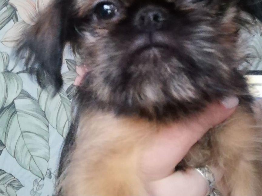 Брюссельский гриффон