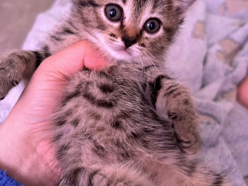 Кошечка в добрые руки