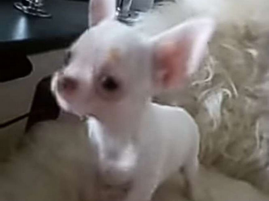 Чихуахуа, тойтерьеры, карликовые пинчеры Доставка