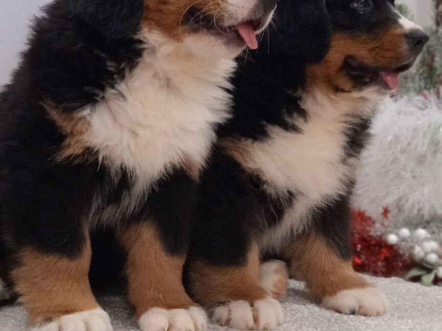 Бернский зенненхунд щенки