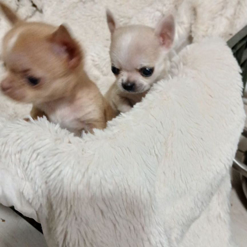 Чихуахуа, щенок