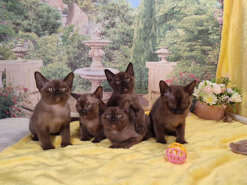 Бурманские малыши с документами, открыта бронь