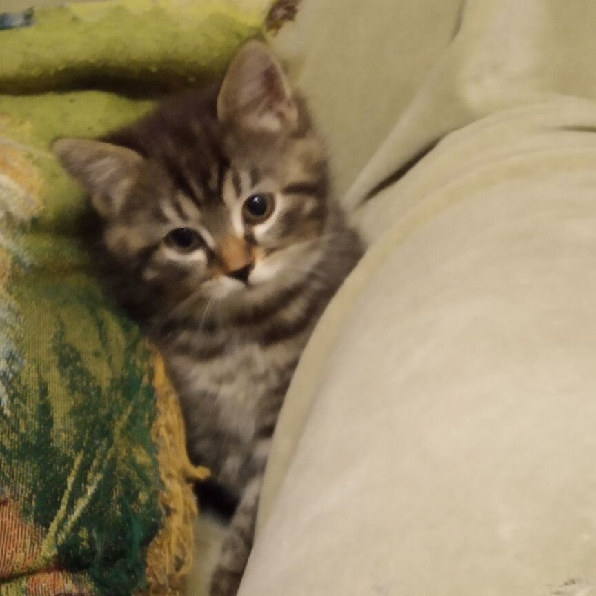 Котёнок от частного владельца