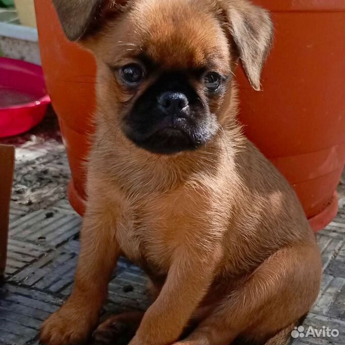 Щенки пти брабансона