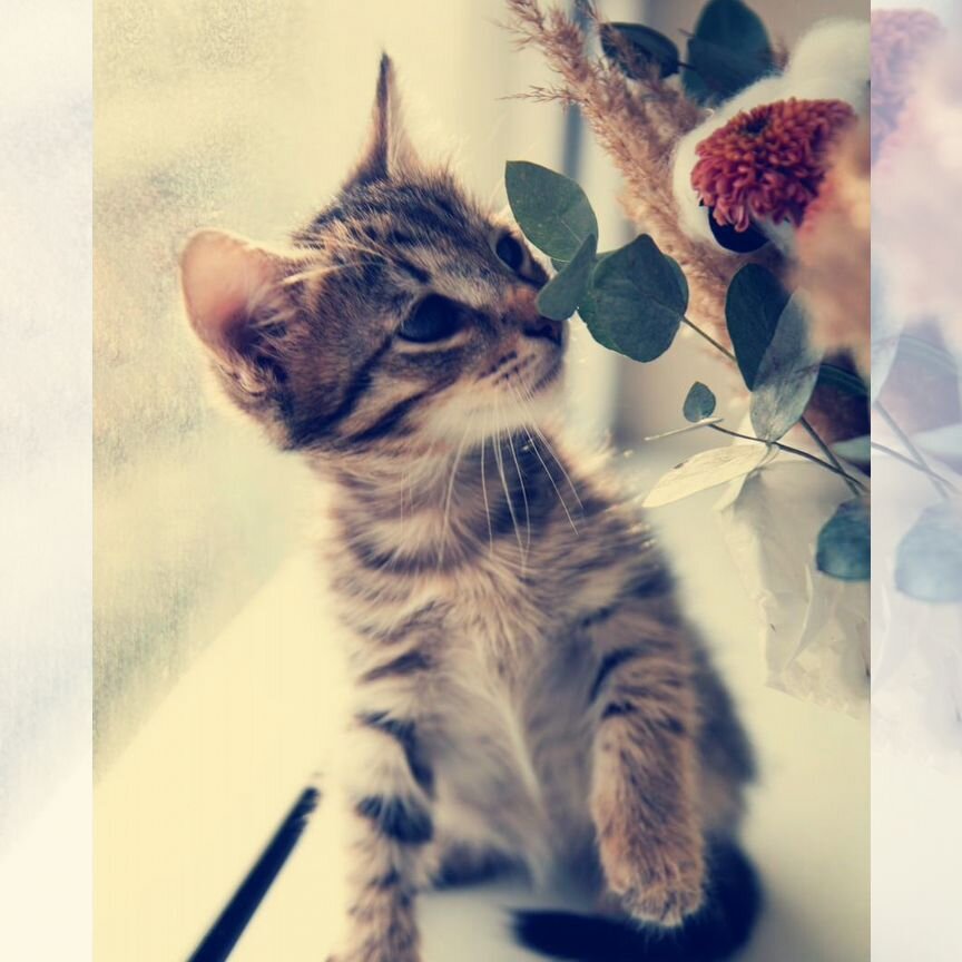 Зина и братья от одноглазой кошки