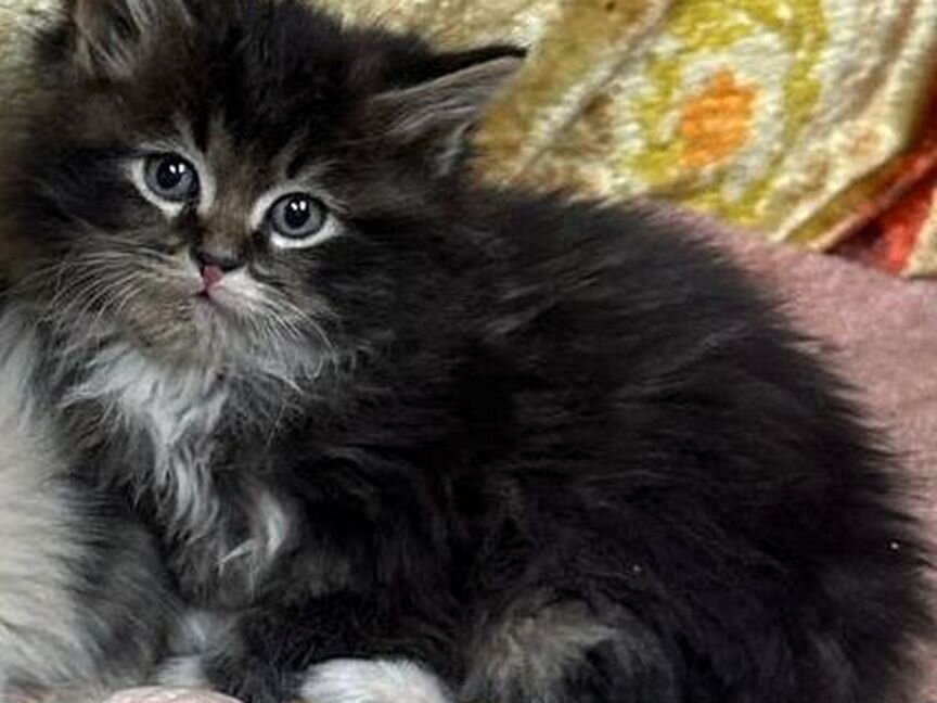 Чудный котенок 1.5 мес