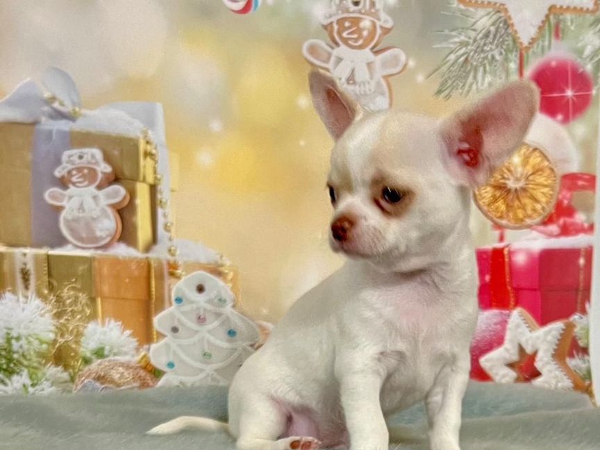 Чихуахуа очаровательный мальчик