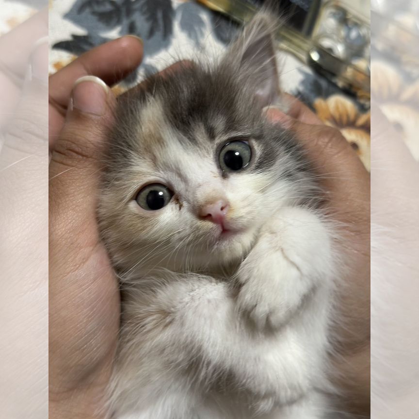 Котёнок от частного владельца