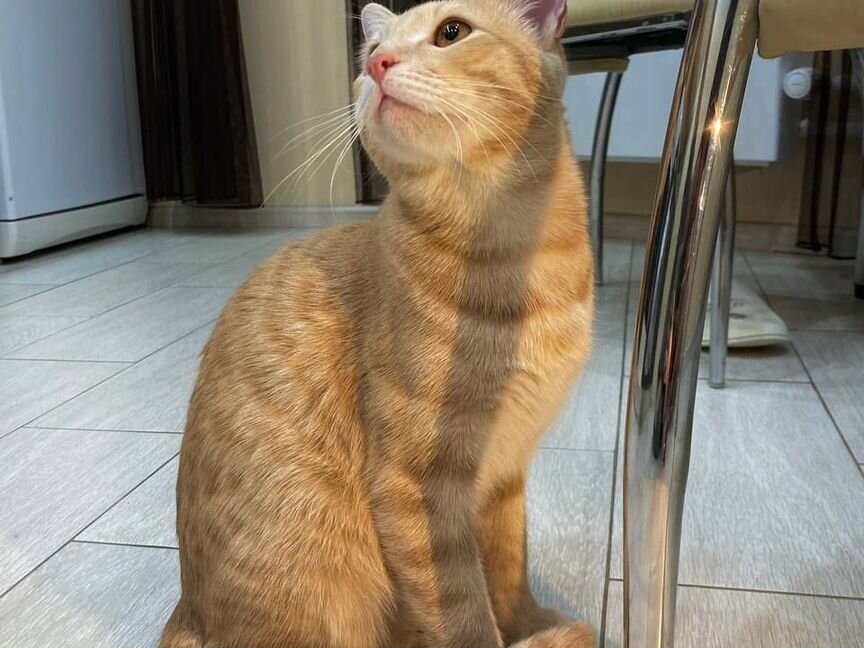 Рыжий кот Арчи