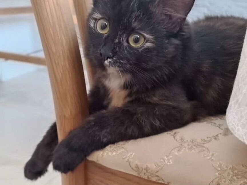 Отдадим котёнка кошечку