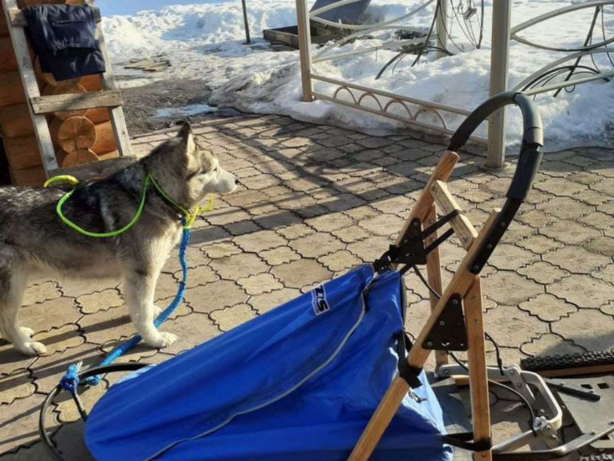 Нарты для собак