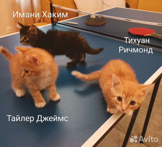 Котята а хорошие руки