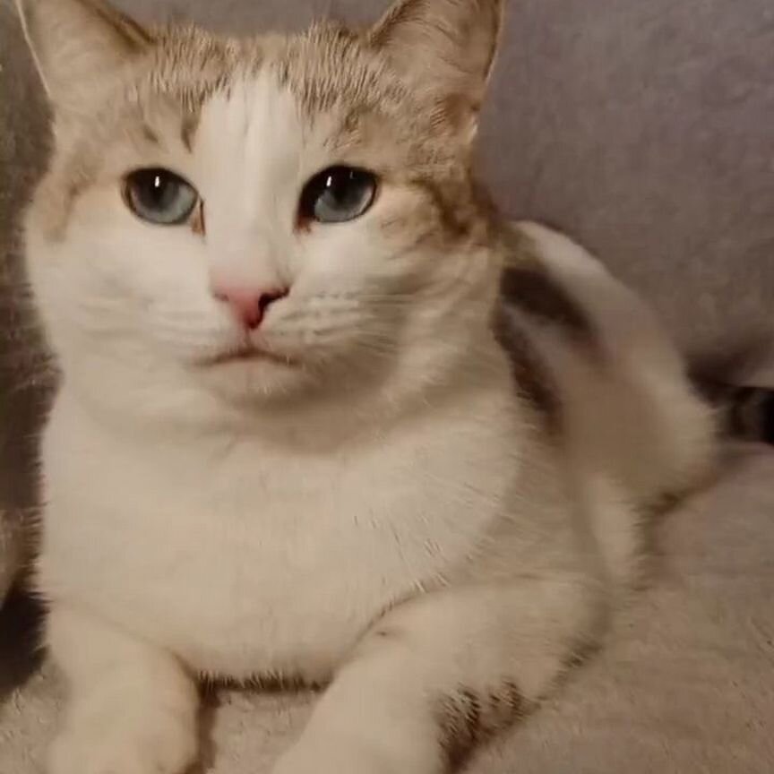 Кошечка в добрые руки