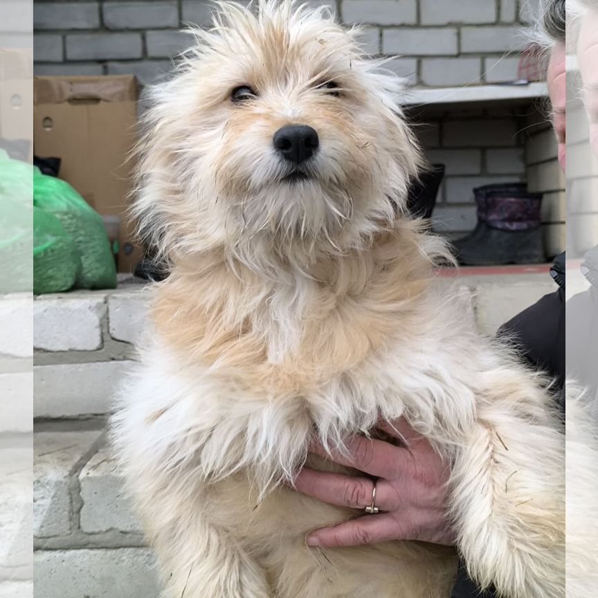 Болонистая собачка