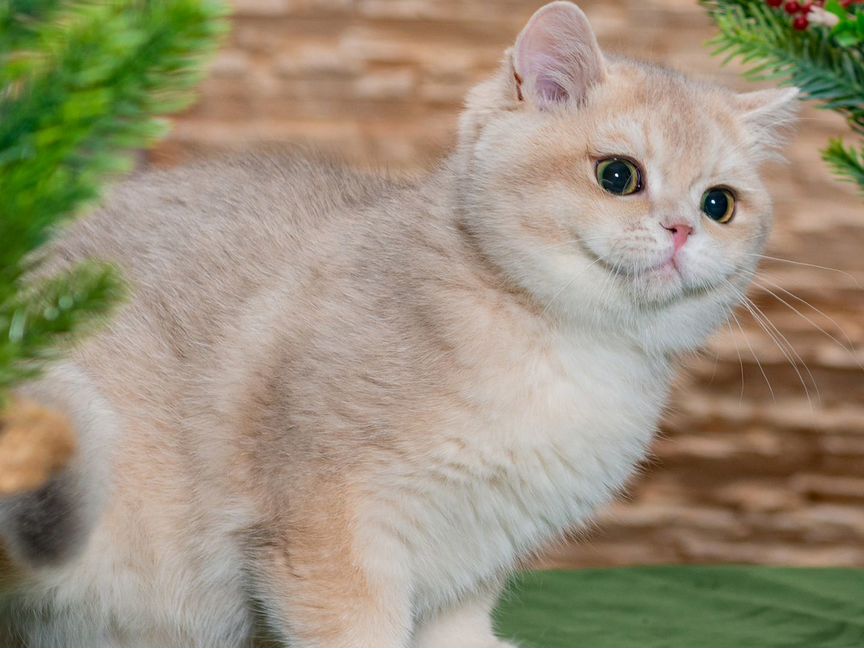 Котик британский ау12
