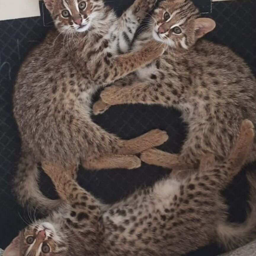 Бенгальские котята ф1