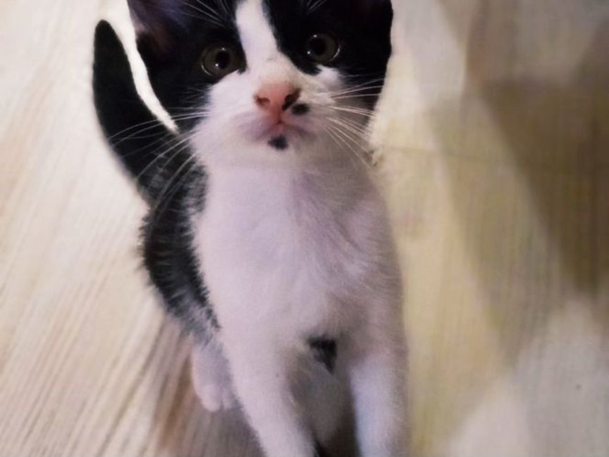 Отдам котенка в добрые руки